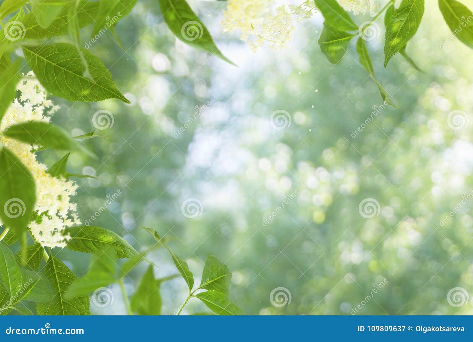 Light Green Spring Background with Bokeh and Blur, Leaves and White ...