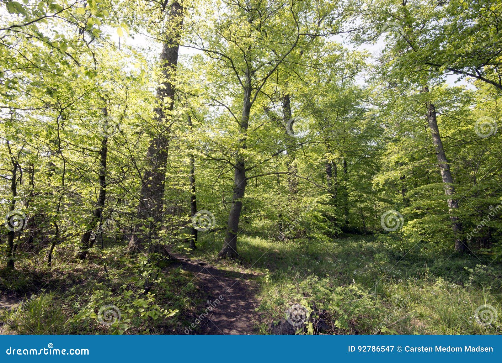 Light Green Springtime Forest Stock Image - Image of path, green: 92786547
