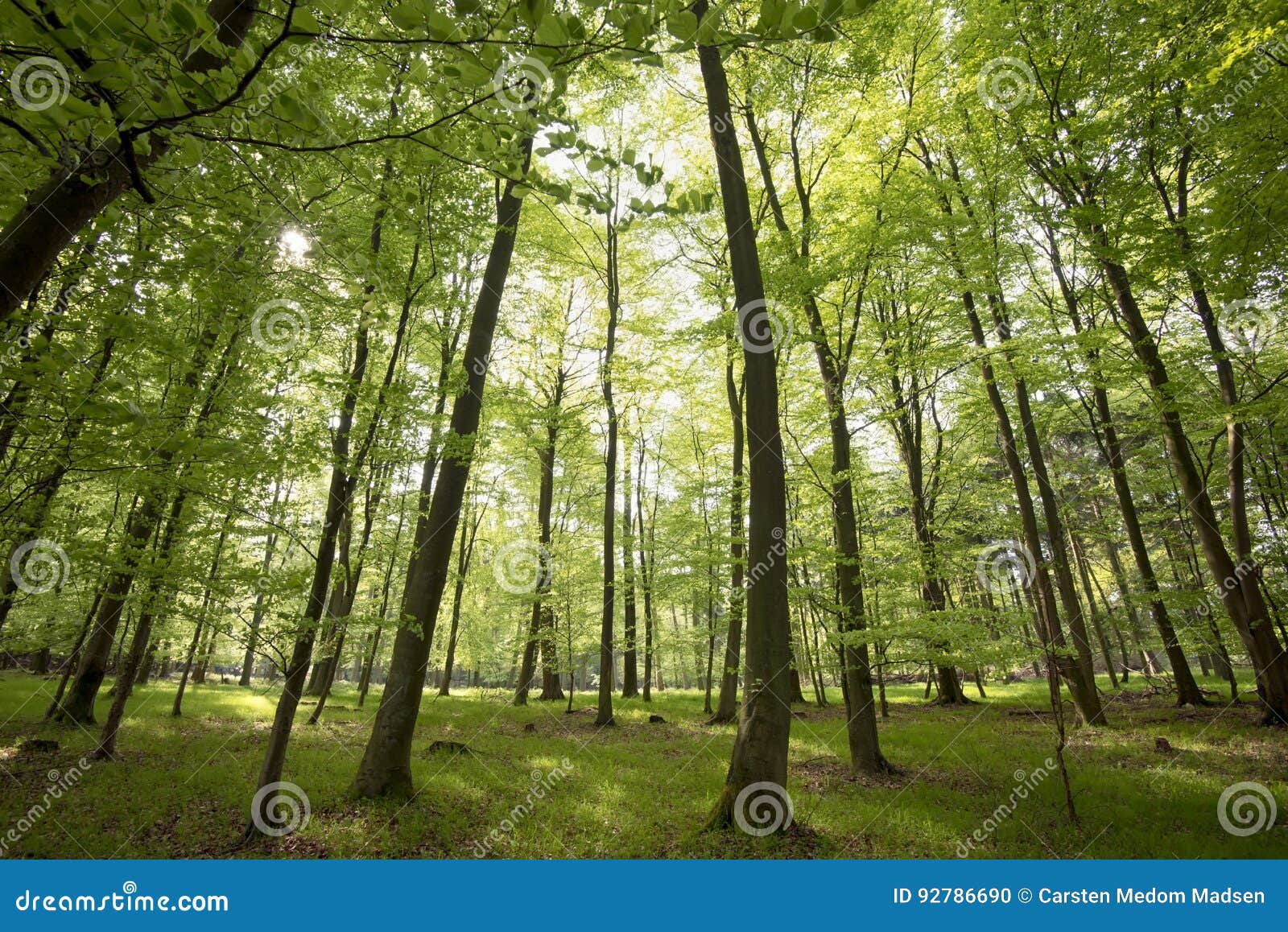 Light Green Springtime Forest Stock Photo - Image of beautiful, tree ...