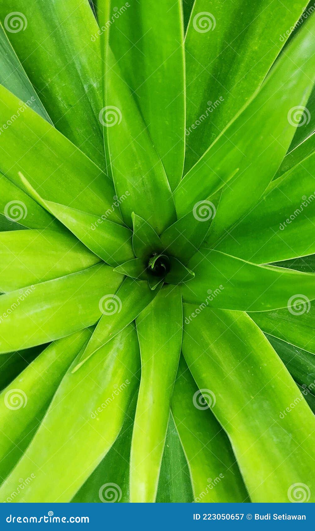 Light Green Textured Plant with Sharp Leaves Stock Image - Image of ...