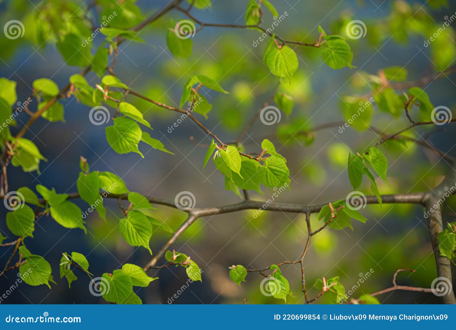 Light, Green Tree Leaves and Natural Blurred Gradient Background in ...