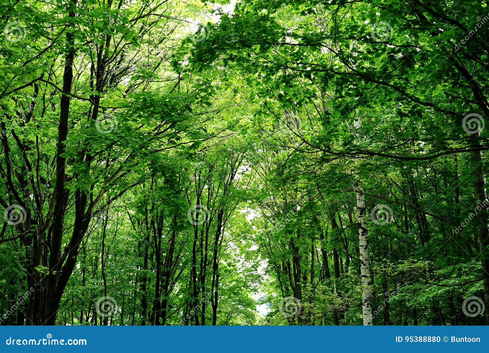 Light Green Trees stock photo. Image of scenery, bright - 95388880