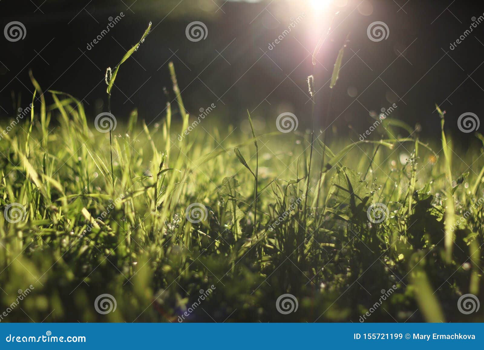 Light Green Vegetation Illuminated by the Setting Sun Stock Image ...