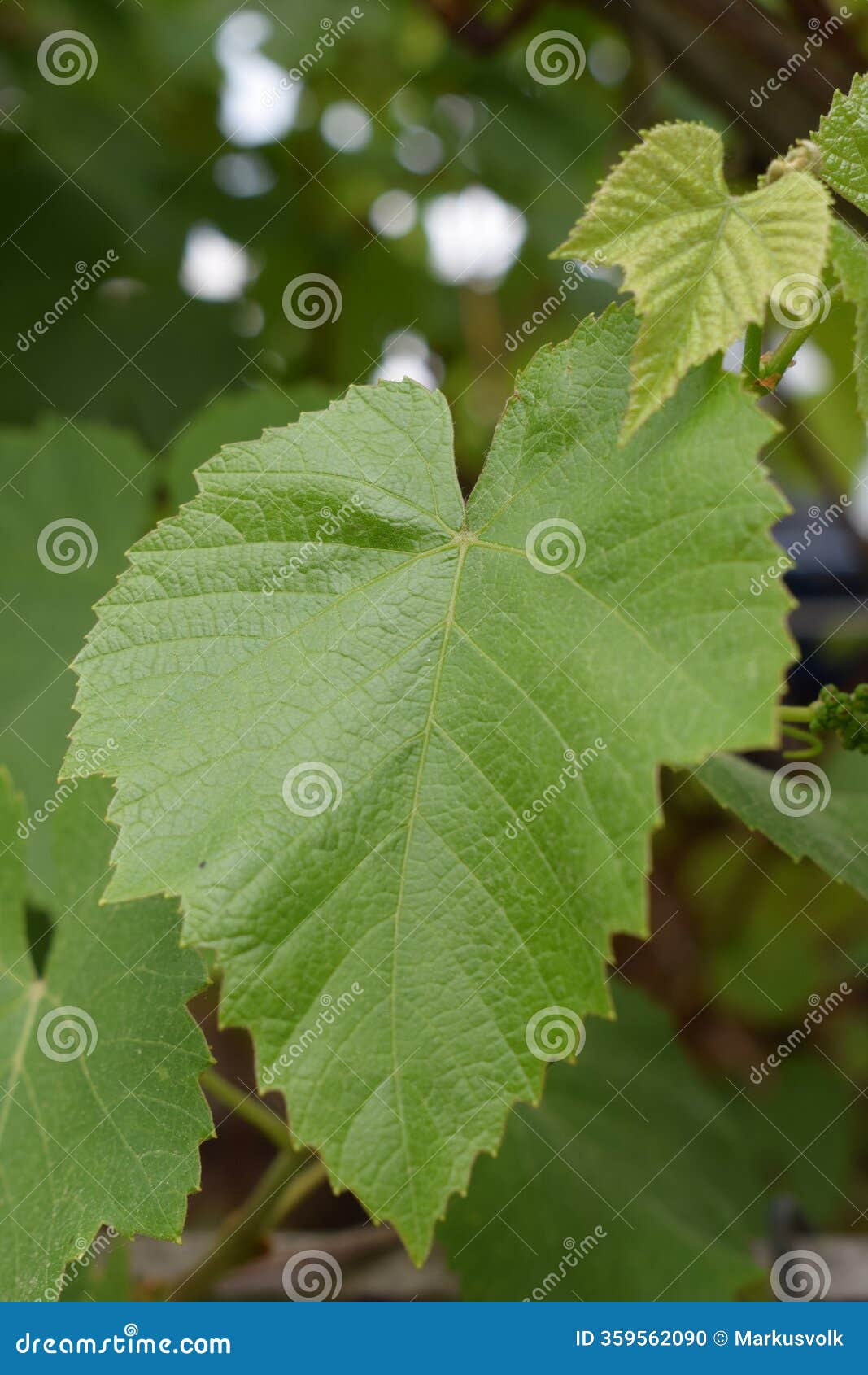 Light Green Vine Leaves in Spring Stock Photo - Image of growth, lobed ...