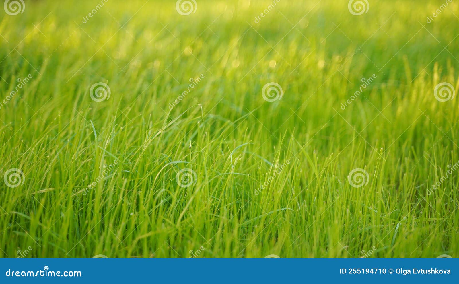 A Light Green Young Grass Lawn is Illuminated by the Sun Stock Photo ...
