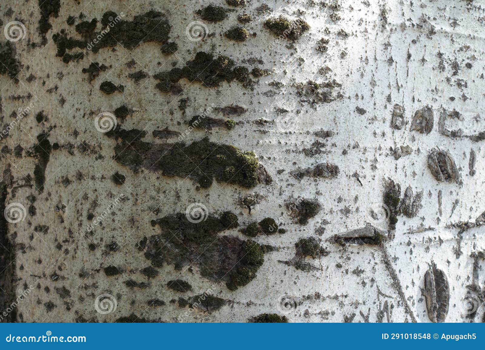 Light Grey Bark of Silver Poplar with Black Marks Stock Photo - Image ...