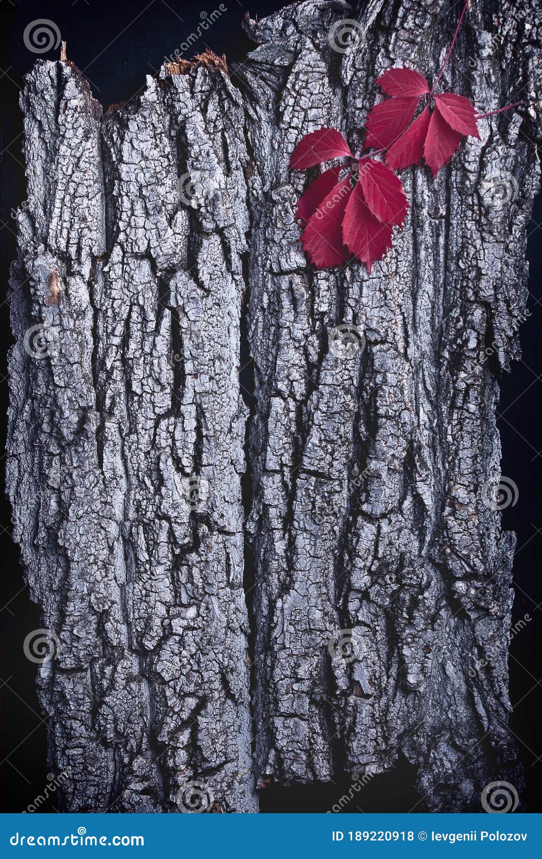 Light Grey Bark Texture Wood Surface on Black Background Stock Photo ...