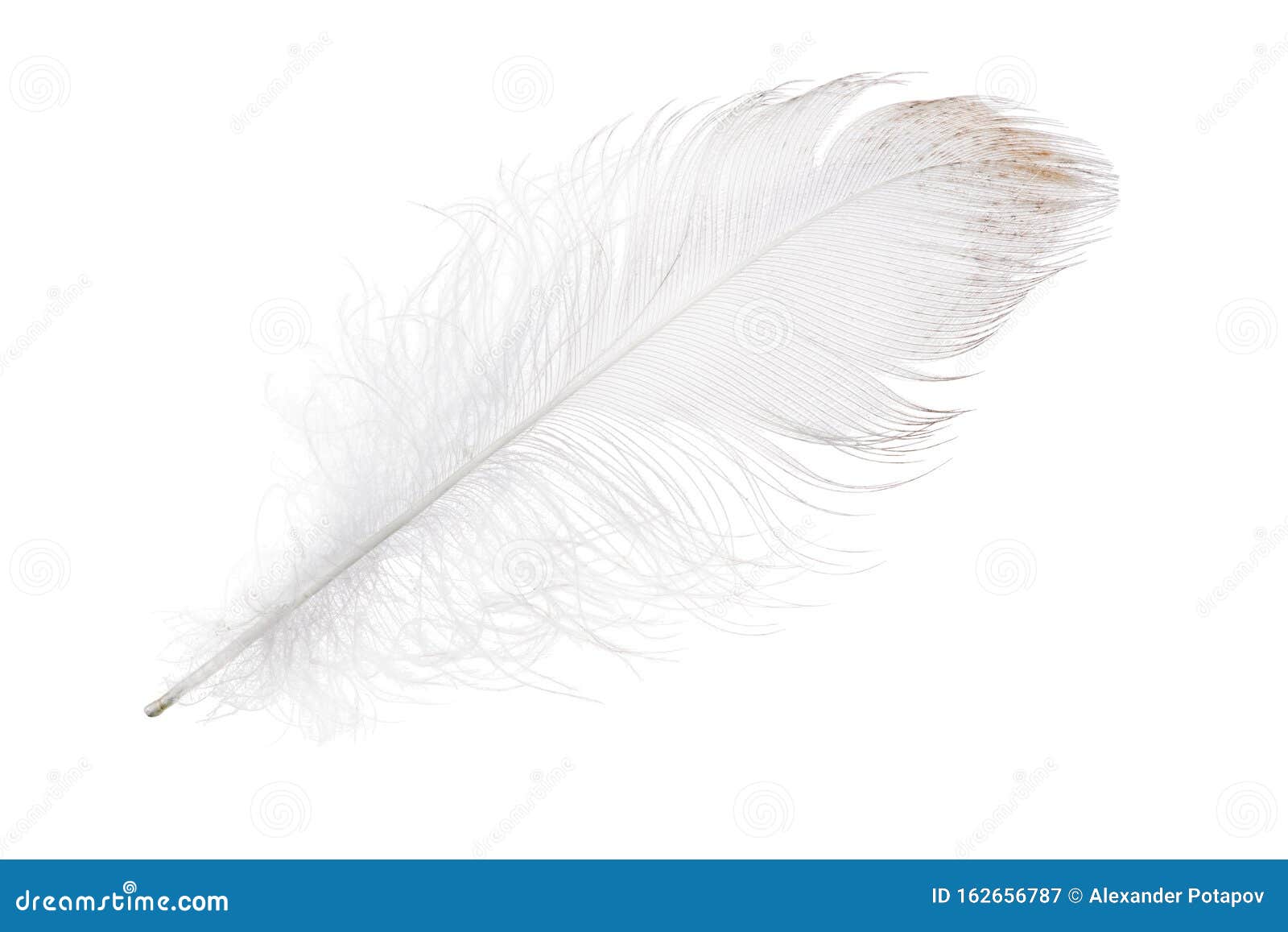 Light Grey Feather with Brown Edge Stock Image - Image of isolated ...