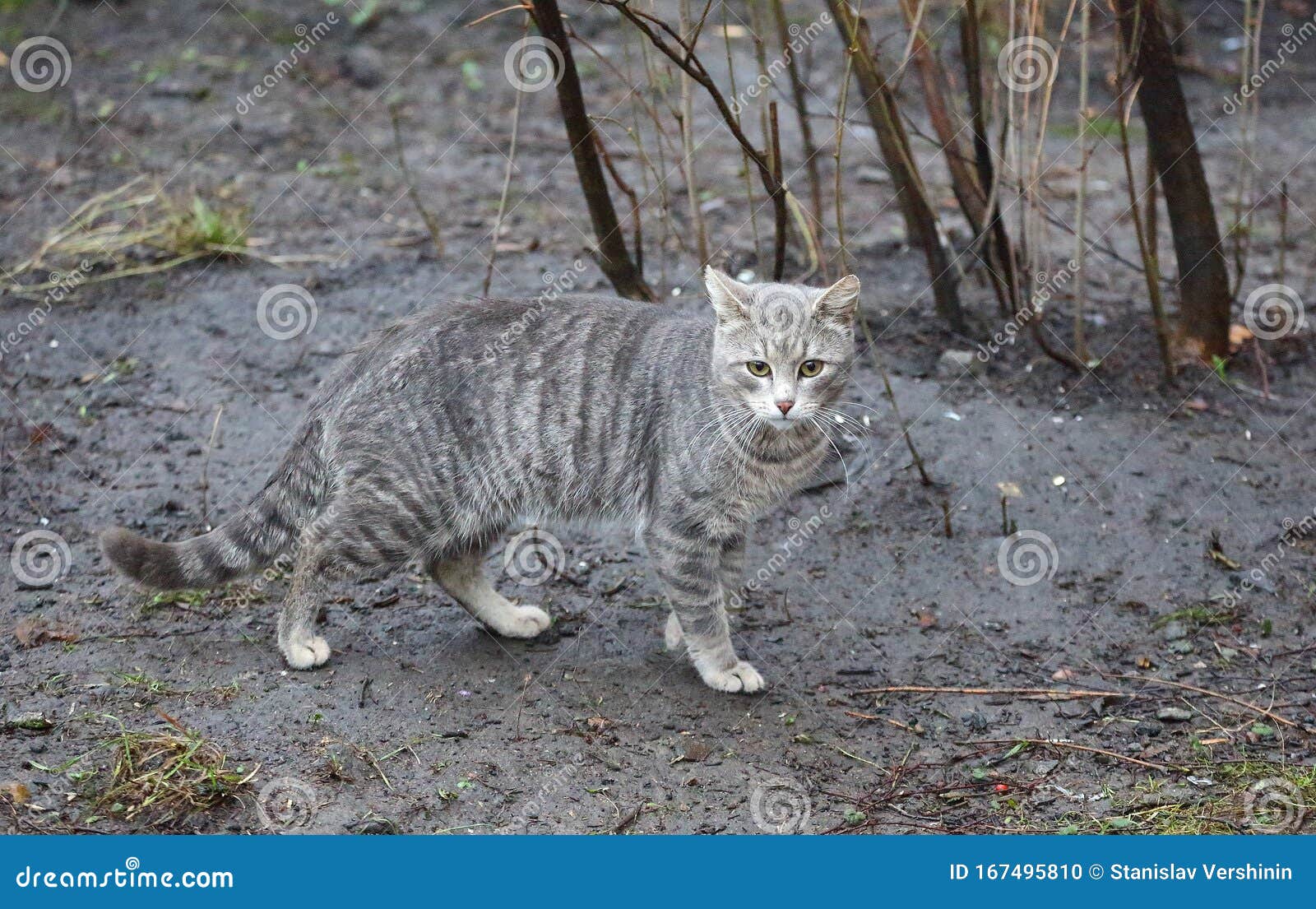 Light Grey Tabby Cat on Autumn Ground Stock Photo - Image of grey ...
