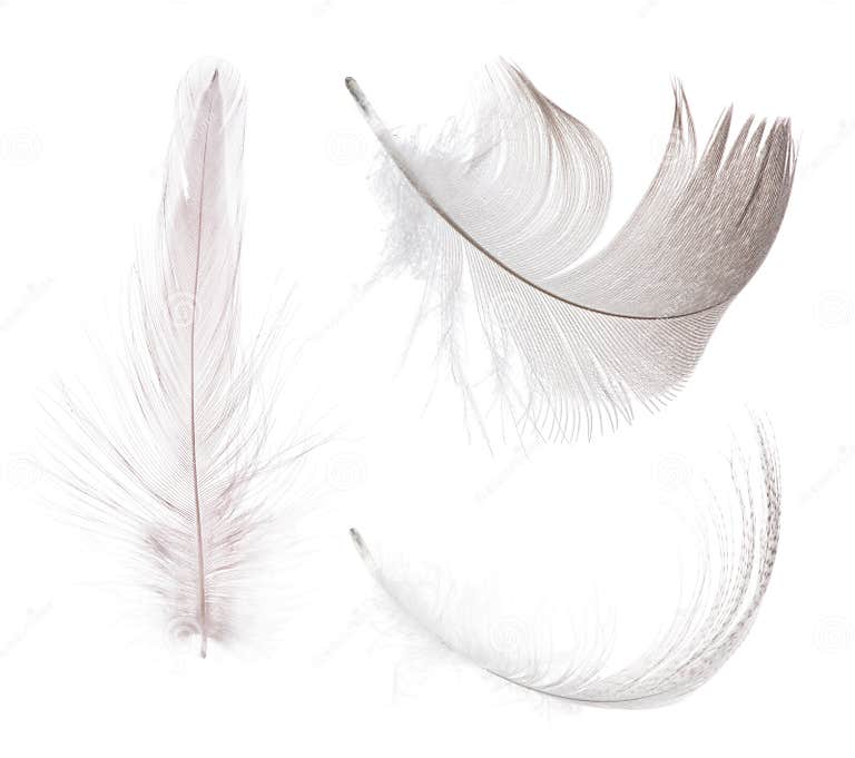 Light Grey Three Feathers Isolated on White Stock Image - Image of ...