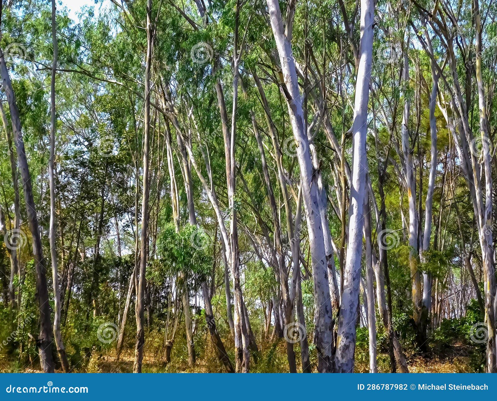 Light grey tree trunks stock photo. Image of light, leaf - 286787982
