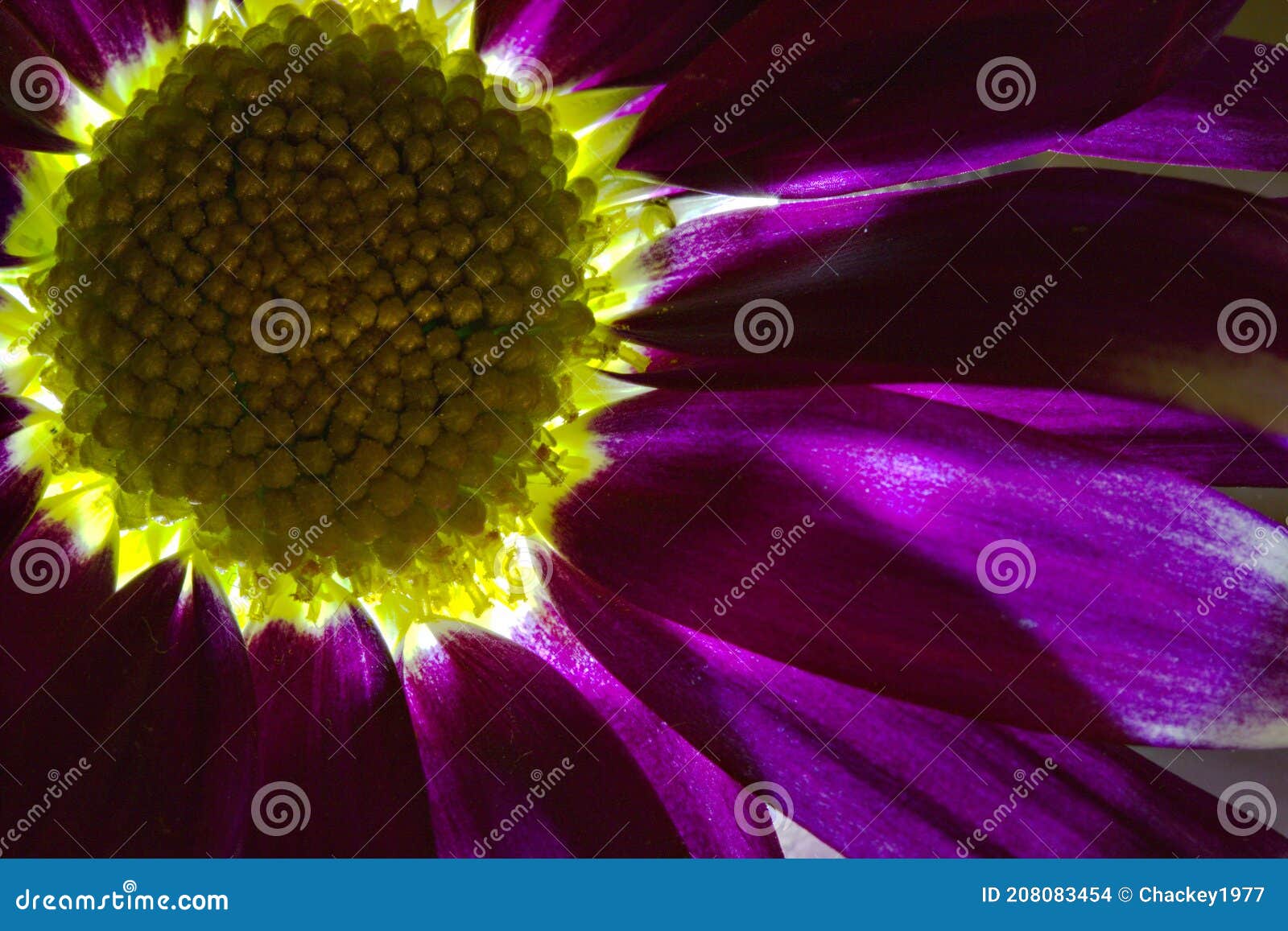 Within light stock photo. Image of core, seeds, line - 208083454