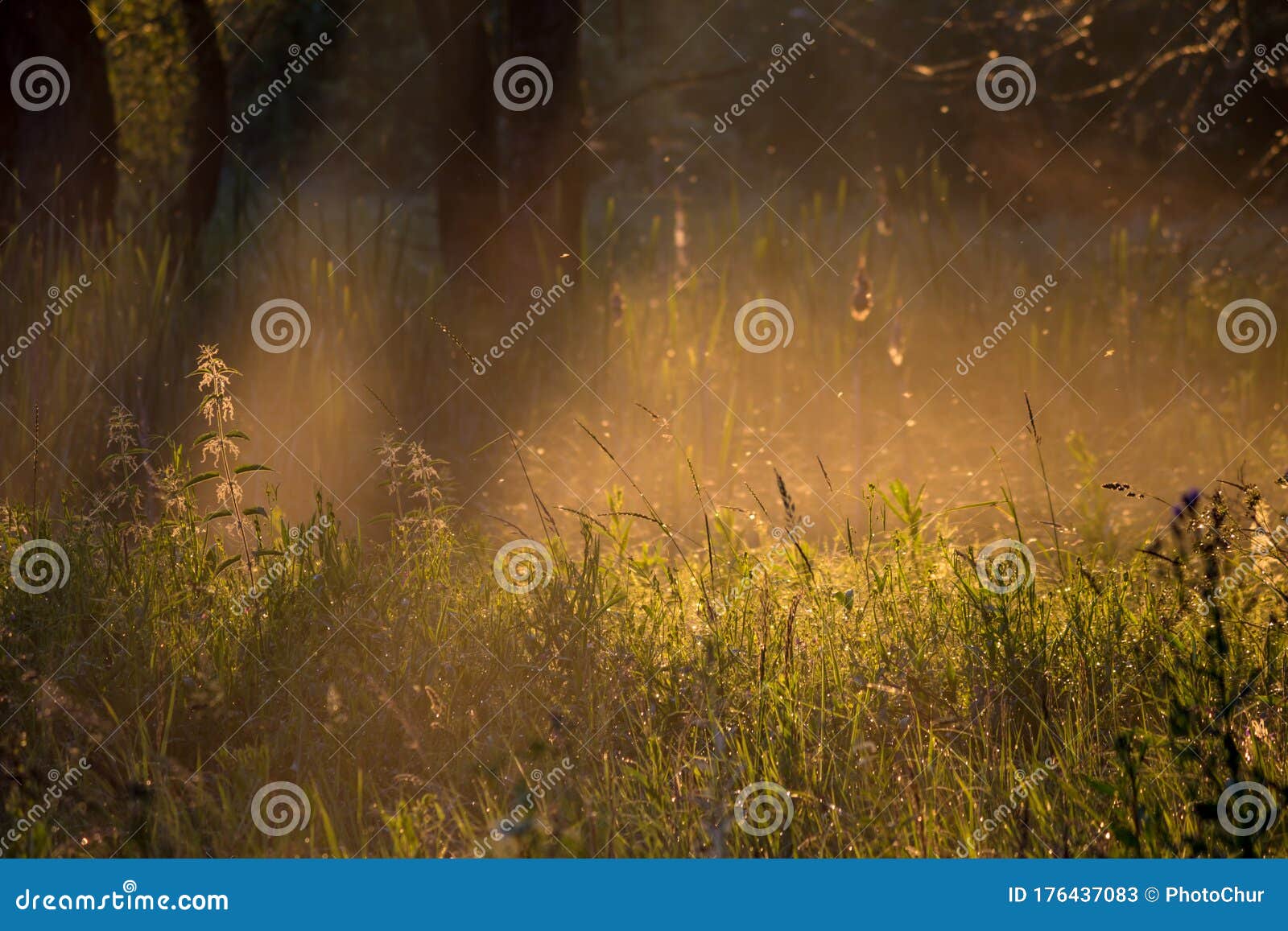 Light Haze from Fumes after Rain in Nature Stock Image - Image of ...