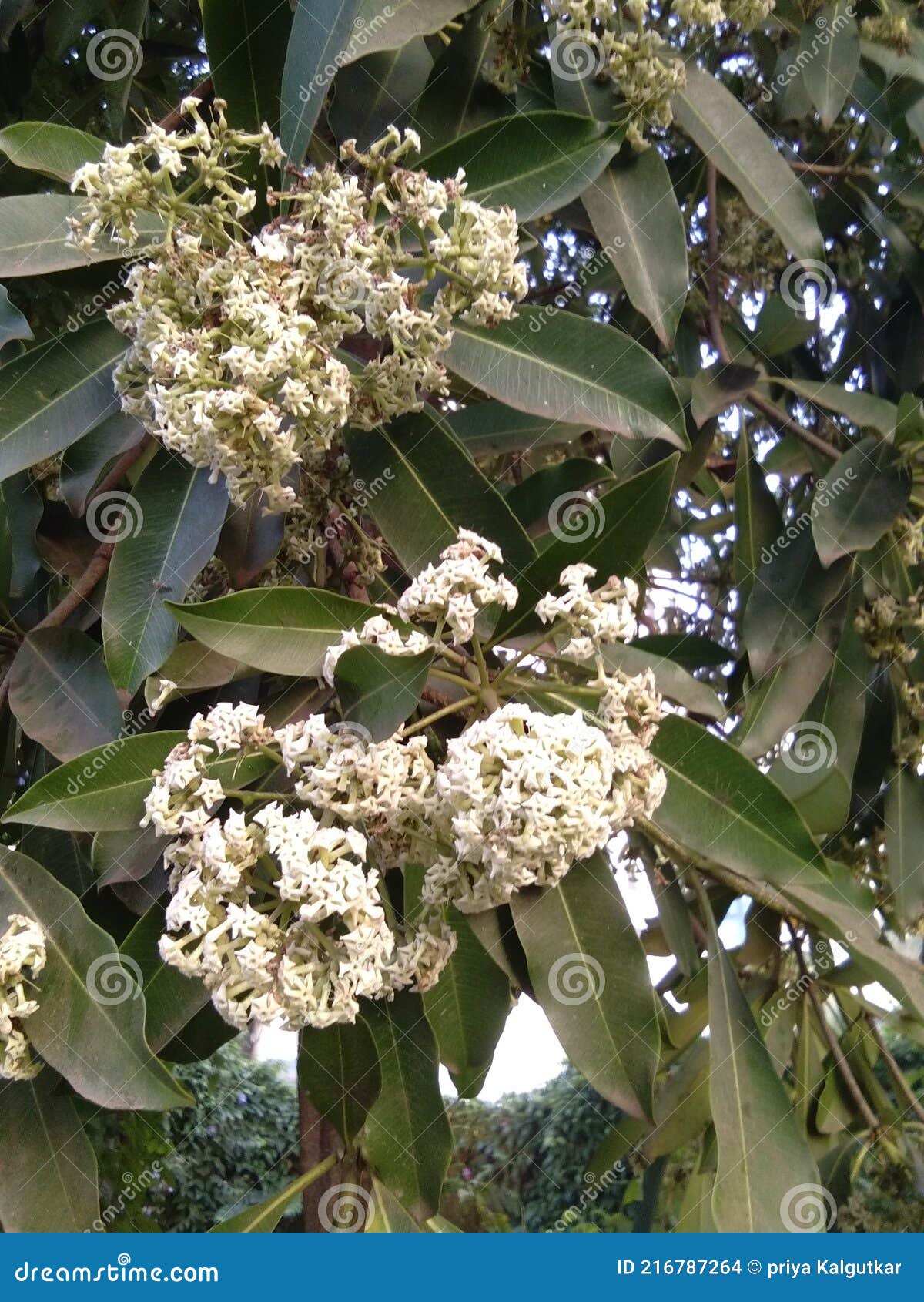 Light Heavy loads stock photo. Image of berry, twig - 216787264