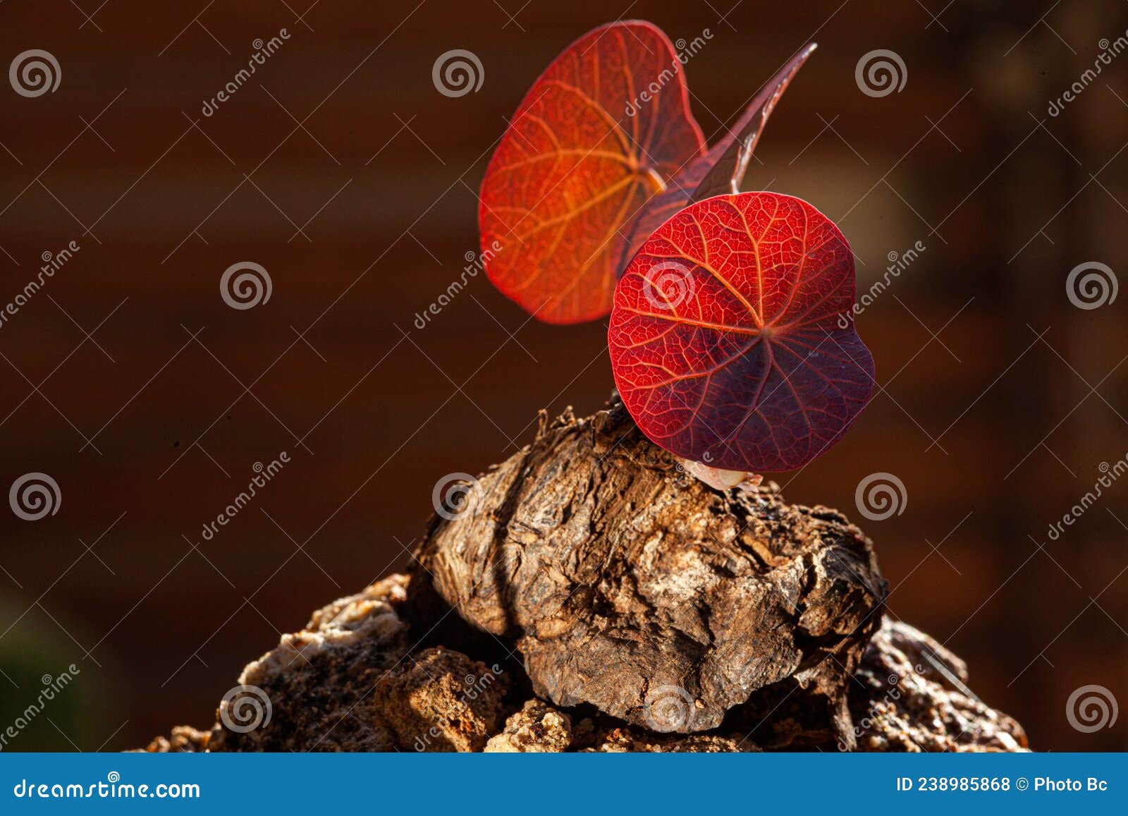The Light Hits the Beautiful Leaf Fibers Stock Photo - Image of brown ...
