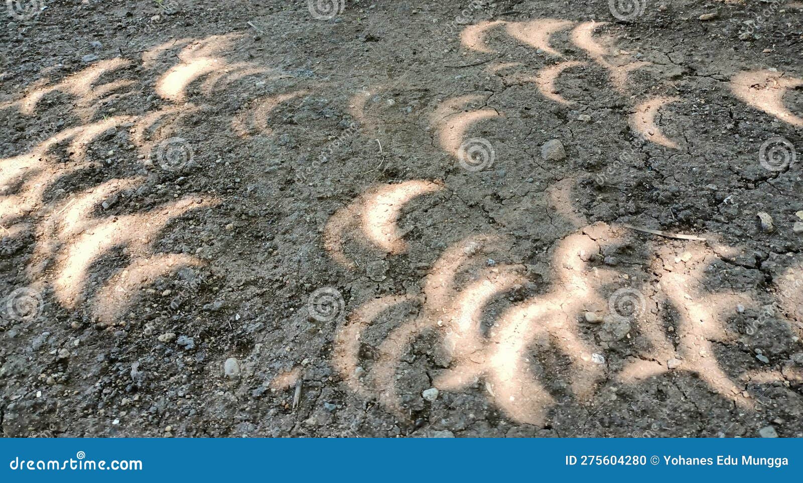 The Light of a Hybrid Solar Eclipse that Penetrates between Tree Leaves ...