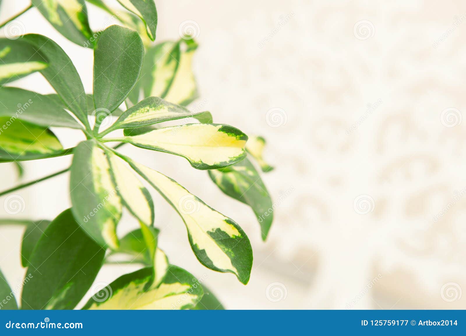 Light Abstract Background with Green Plants Stock Image - Image of ...