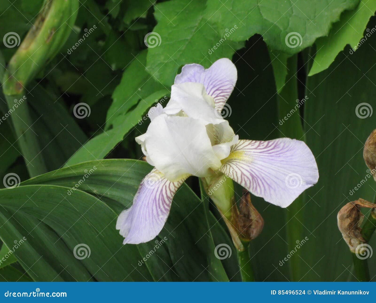 Light iris stock photo. Image of light, leaves, green - 85496524