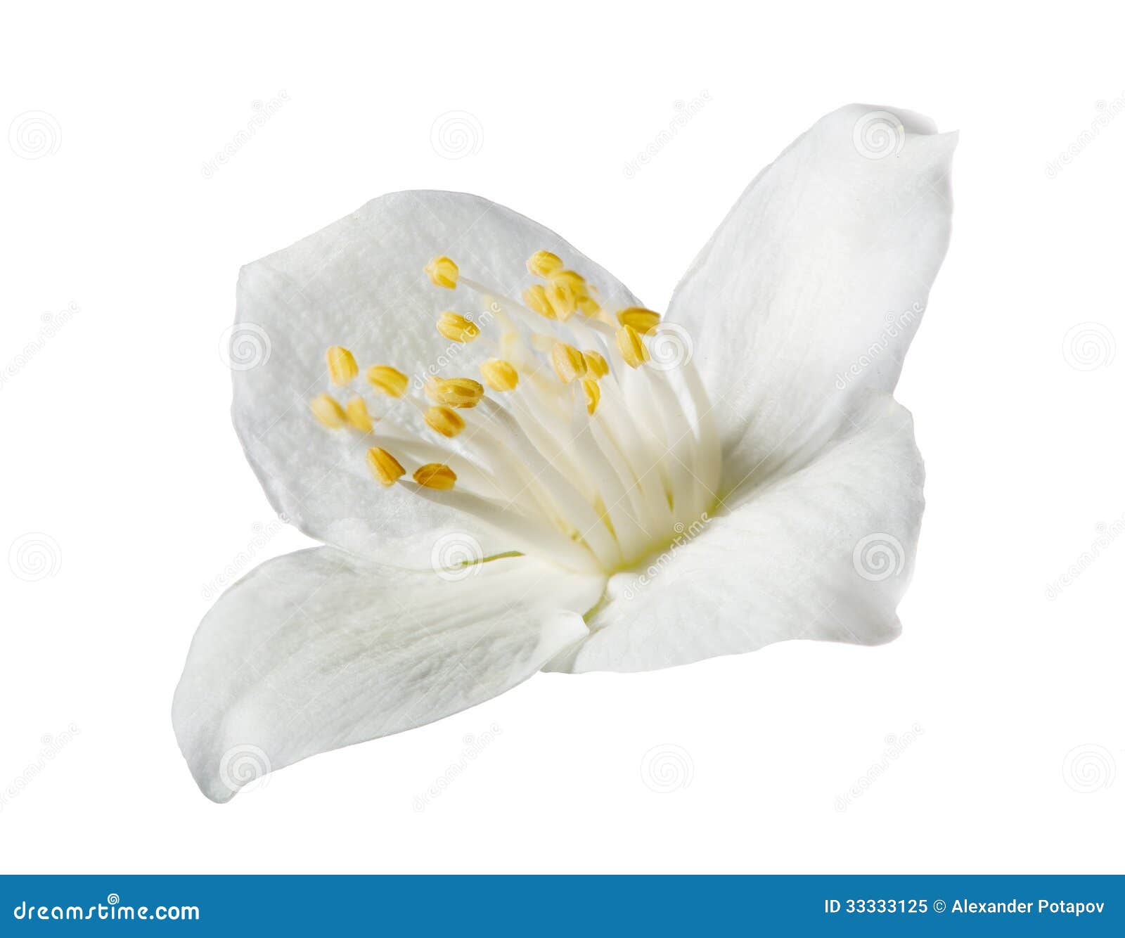 Single Flower White Background