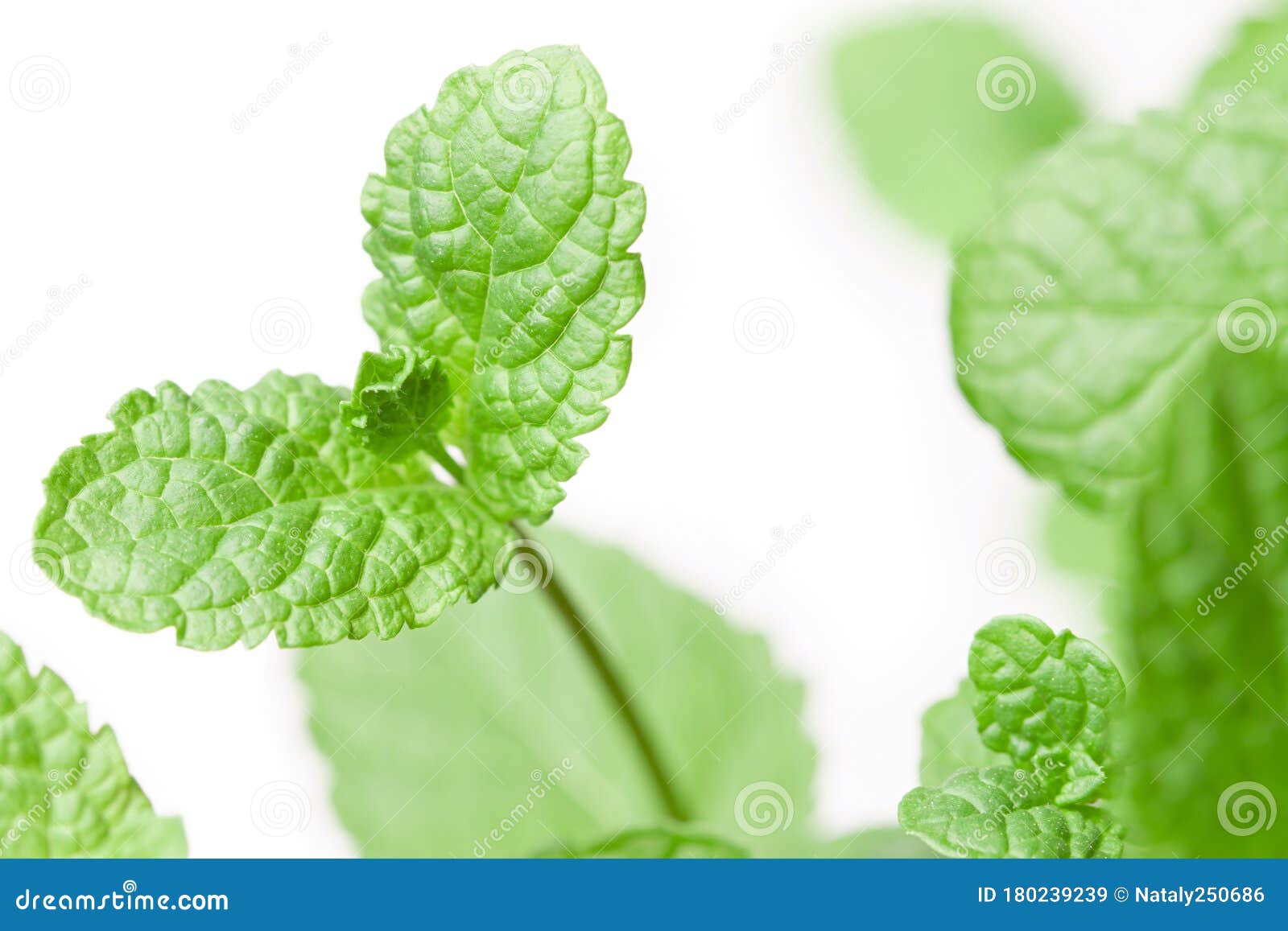Light Juicy Fresh Green Peppermint Leaves Macro Stock Image - Image of ...