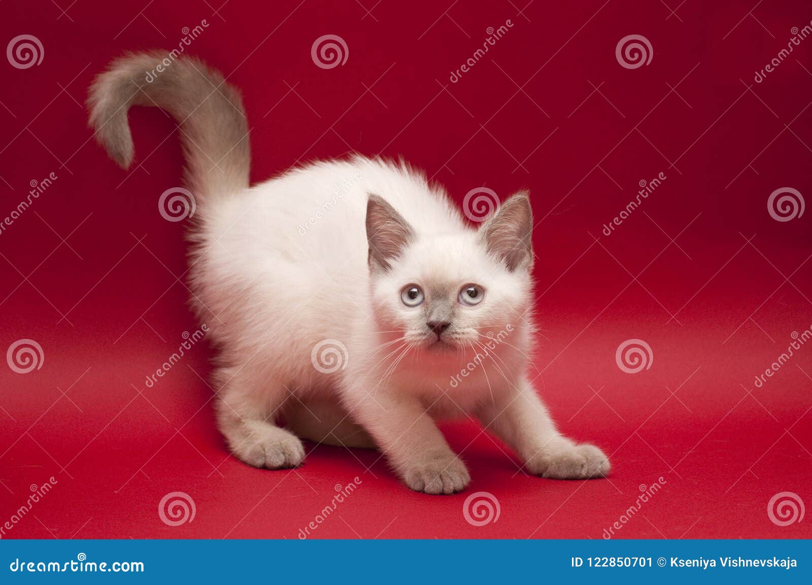 Light Kitten Breed Scottish Stright Stock Image - Image of fold, blue ...