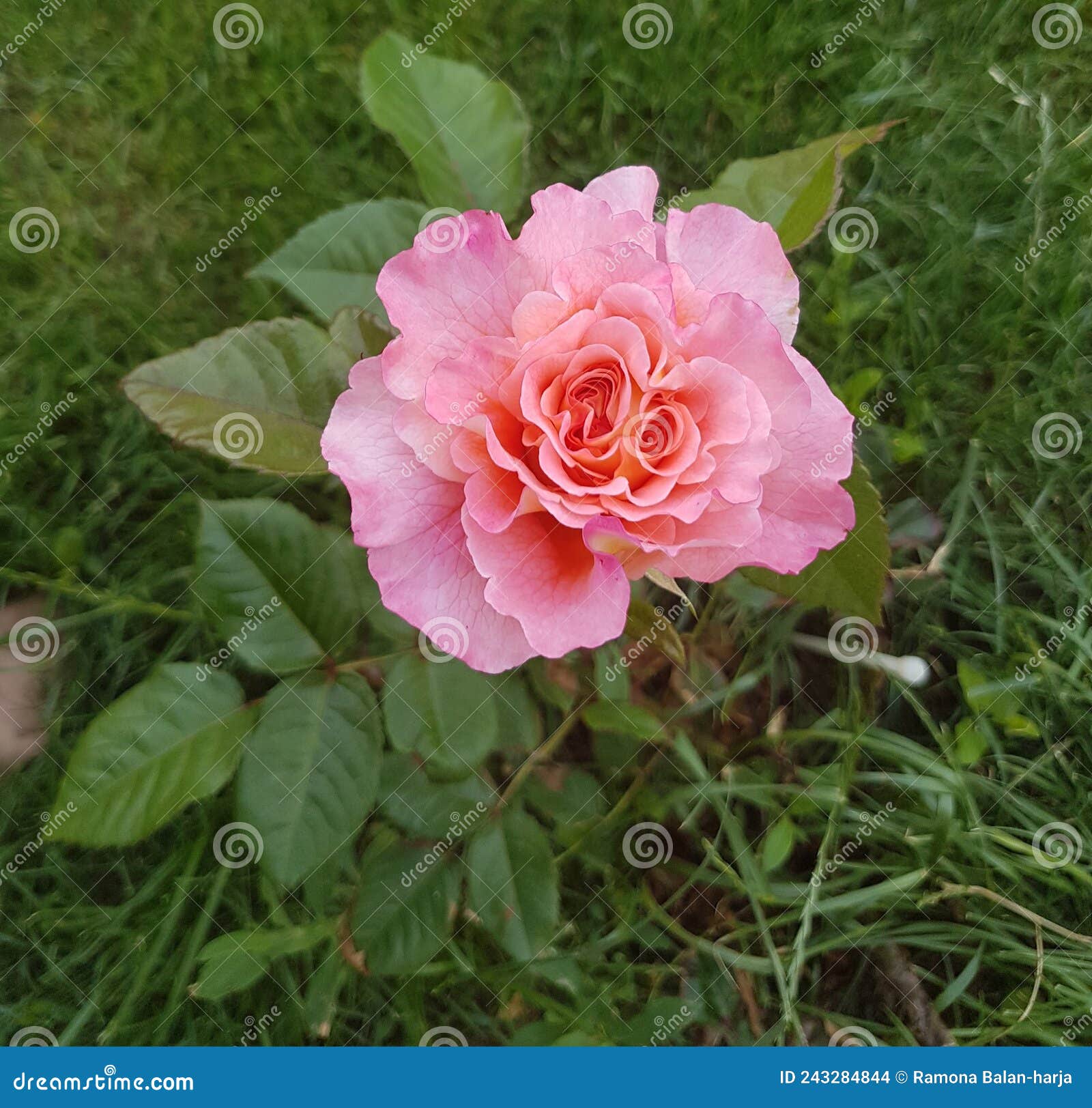 Light Lady Peach Rose stock photo. Image of peach, petals - 243284844