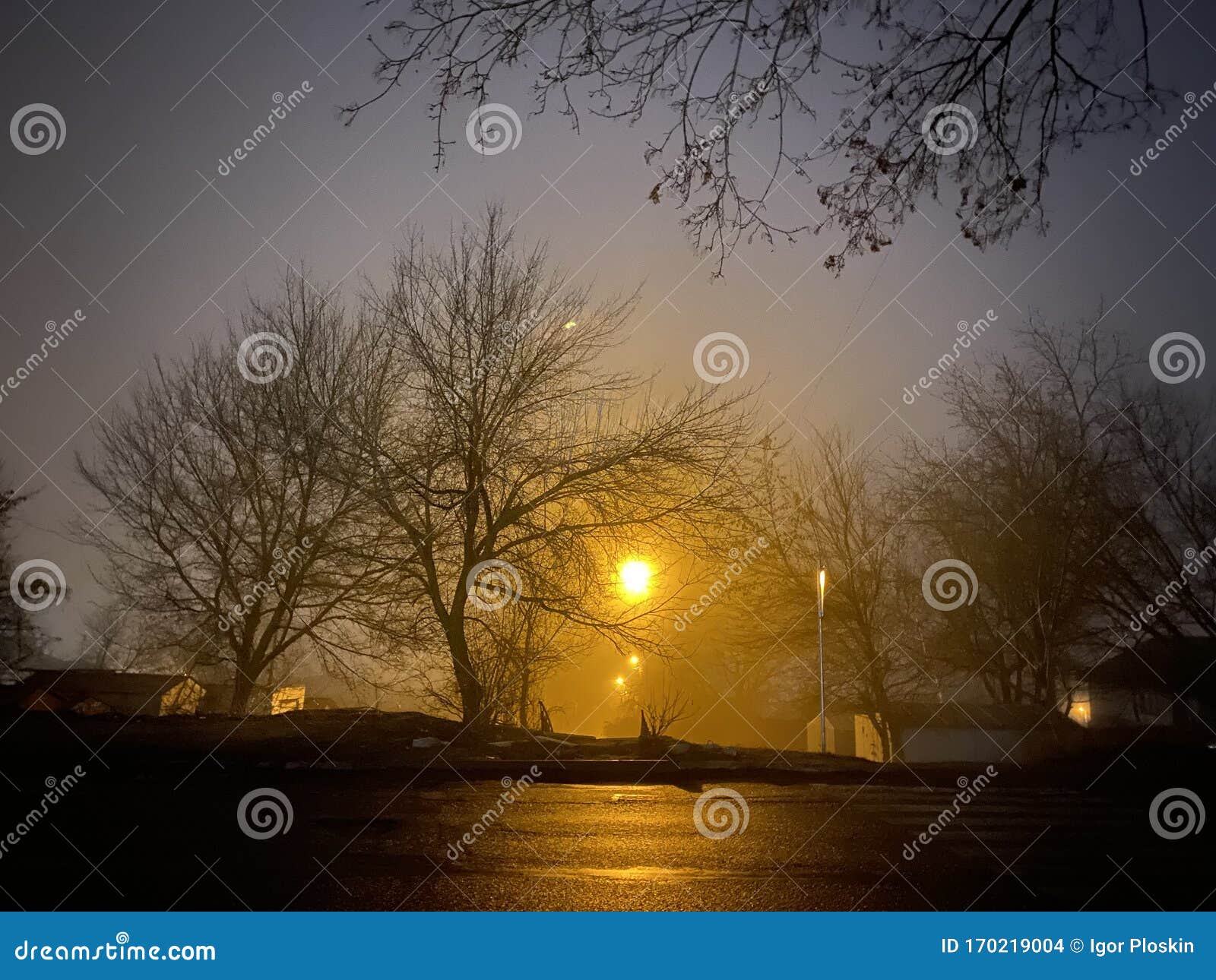 Light from Lanterns and Trees in the Fog Stock Photo - Image of ...