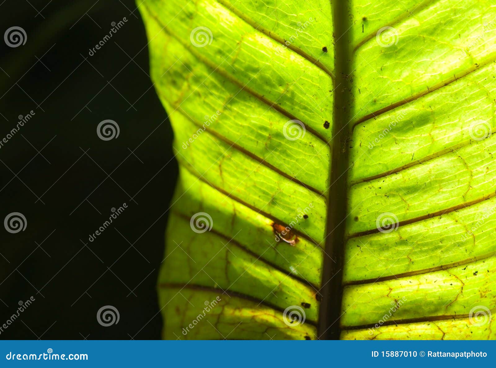 Light and leaf stock photo. Image of light, leaf, detail - 15887010