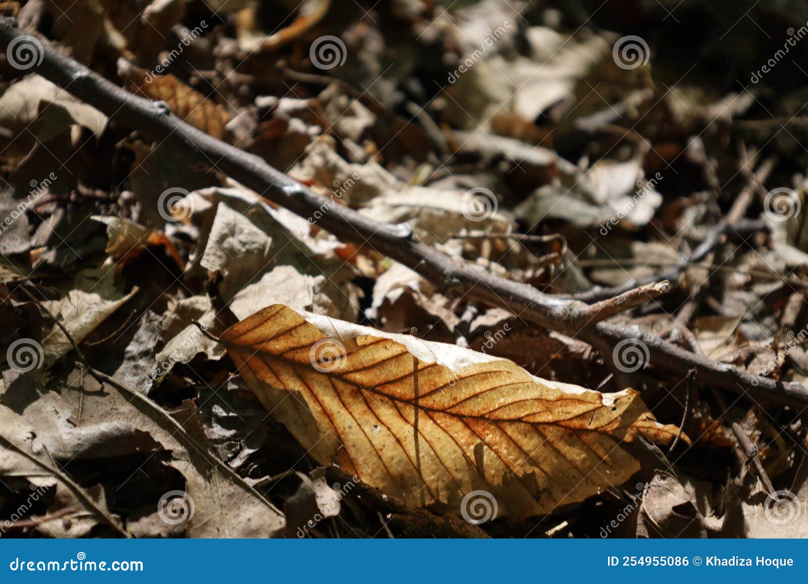 Light through Leaf stock photo. Image of spring, soil - 254955086