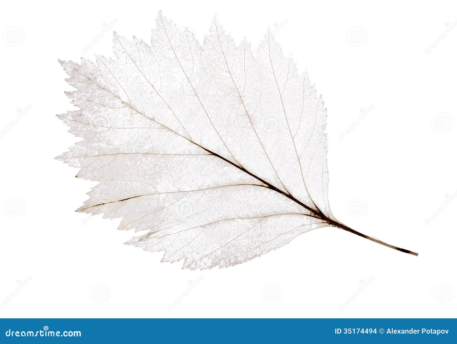 Leaf Skeleton Frame Royalty-Free Stock Image | CartoonDealer.com #171805174