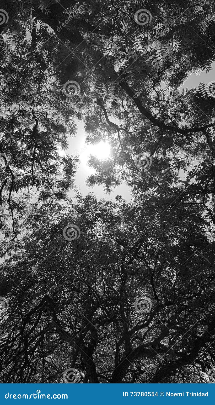 Light through leaves stock photo. Image of light, trees - 73780554