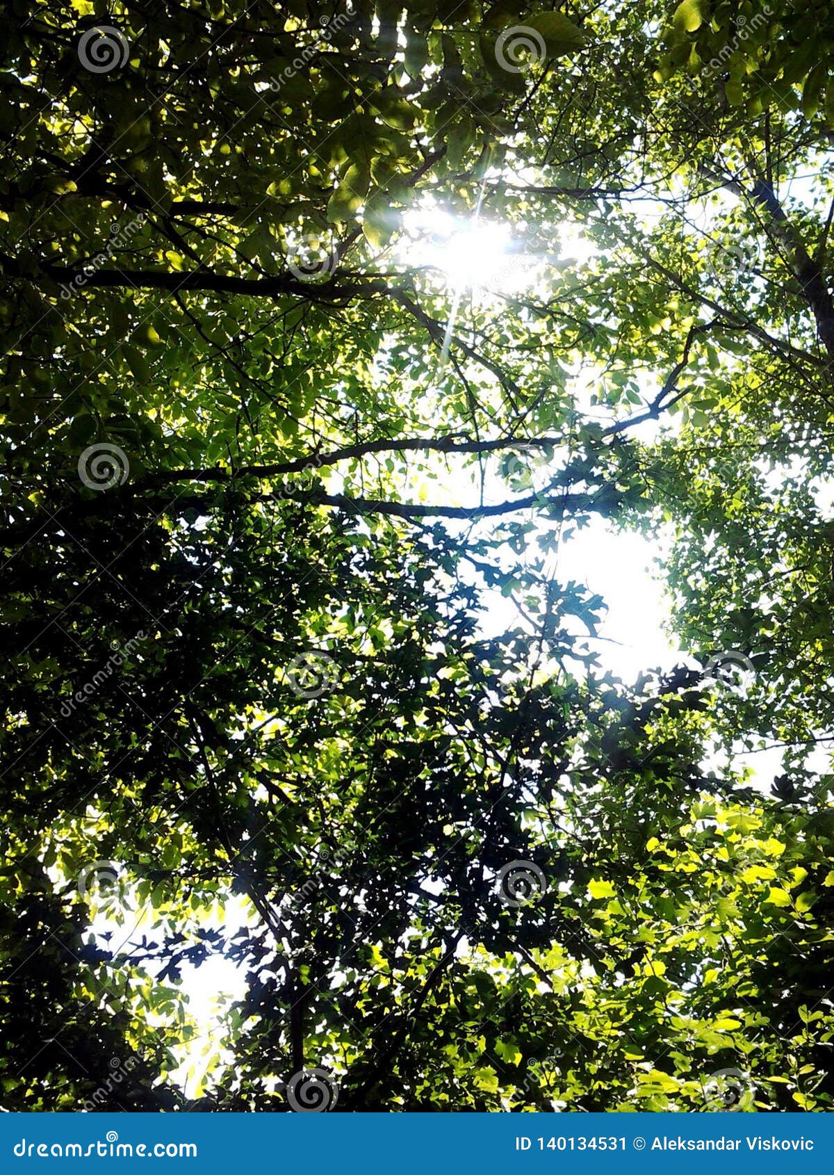 Light through leaves stock image. Image of woods, forest - 140134531