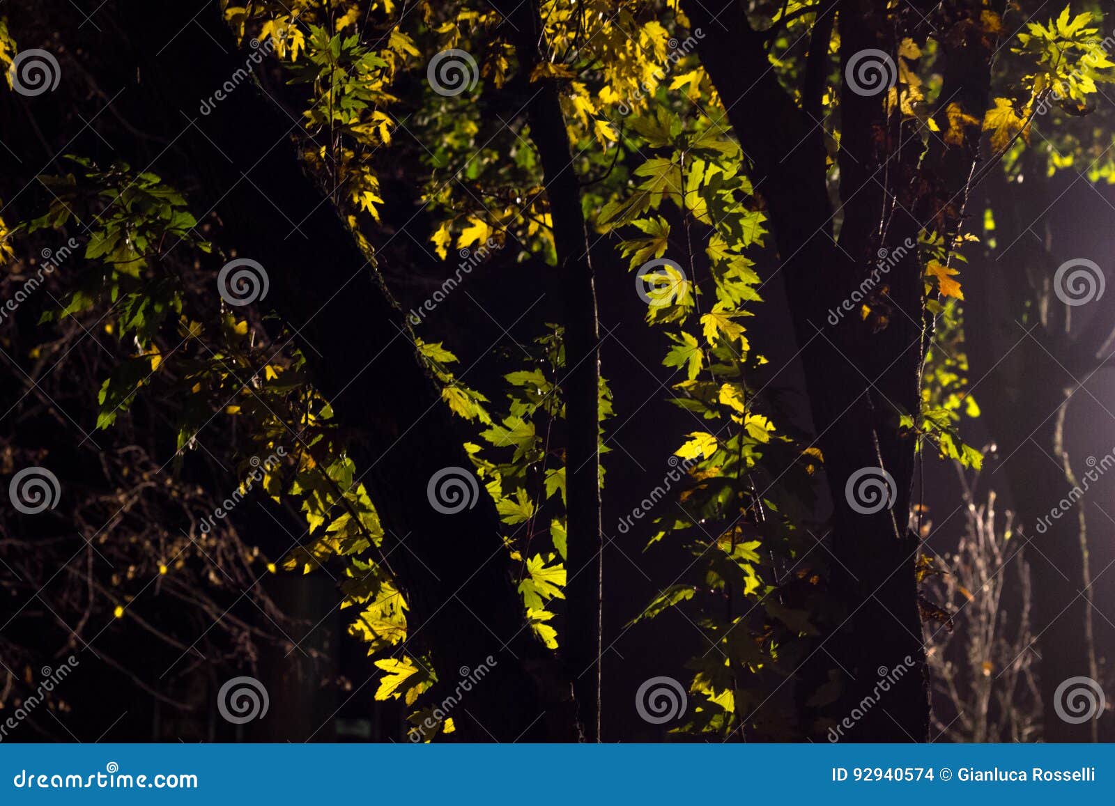 Light on the leaves. stock photo. Image of leaves, abstract - 92940574