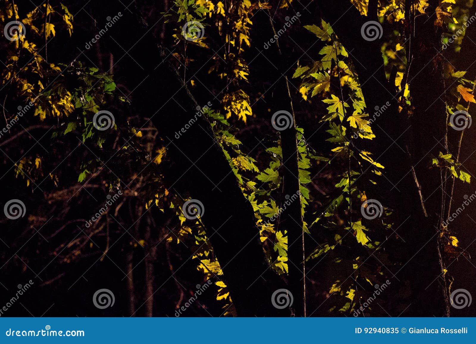 Light on the leaves. stock image. Image of leuchten, branches - 92940835