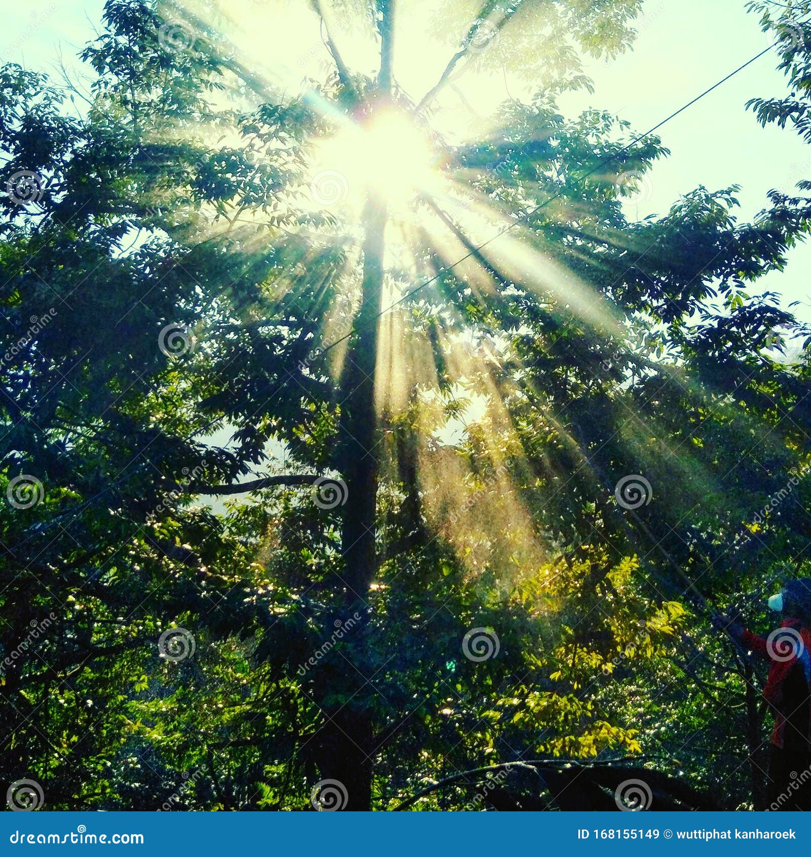 Light of life stock image. Image of nature, life, light - 168155149