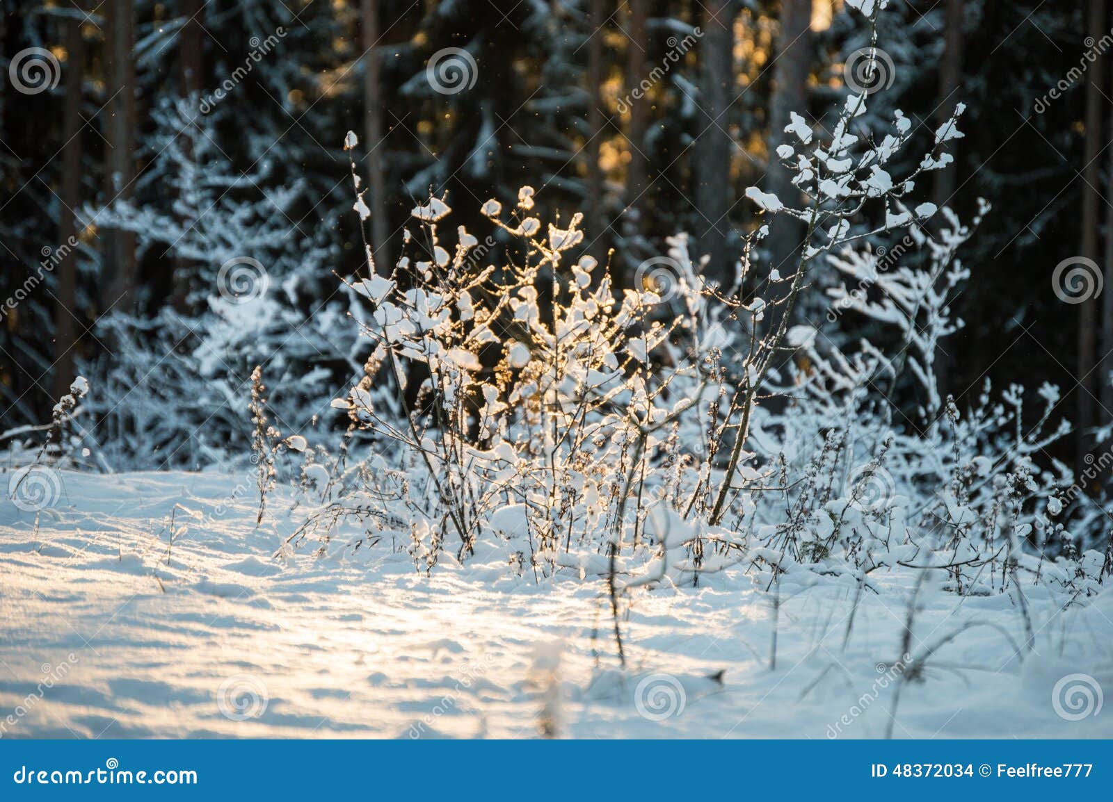 Light light snow - forest stock photo. Image of evening - 48372034