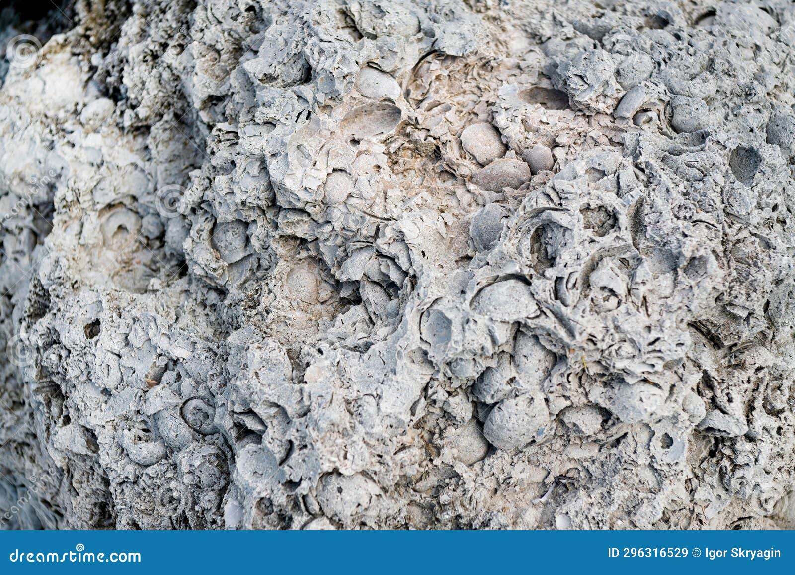 Light Limestone Slab with Shell Marks. Shell Rock Texture Stock Image ...