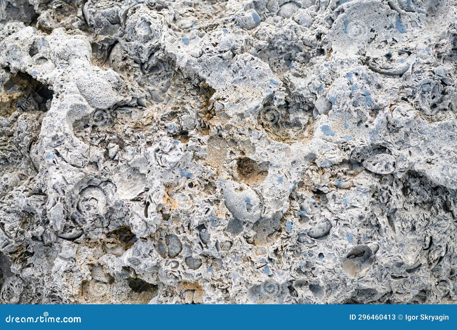 Light Limestone with Traces of Shells. Shell Texture Stock Image ...
