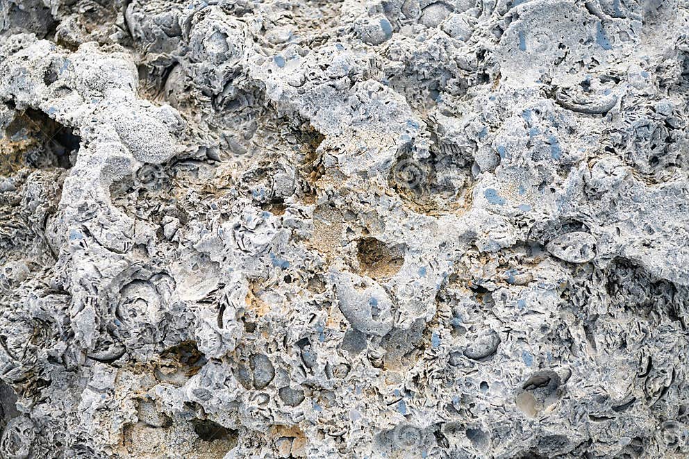 Light Limestone with Traces of Shells. Shell Texture Stock Image ...