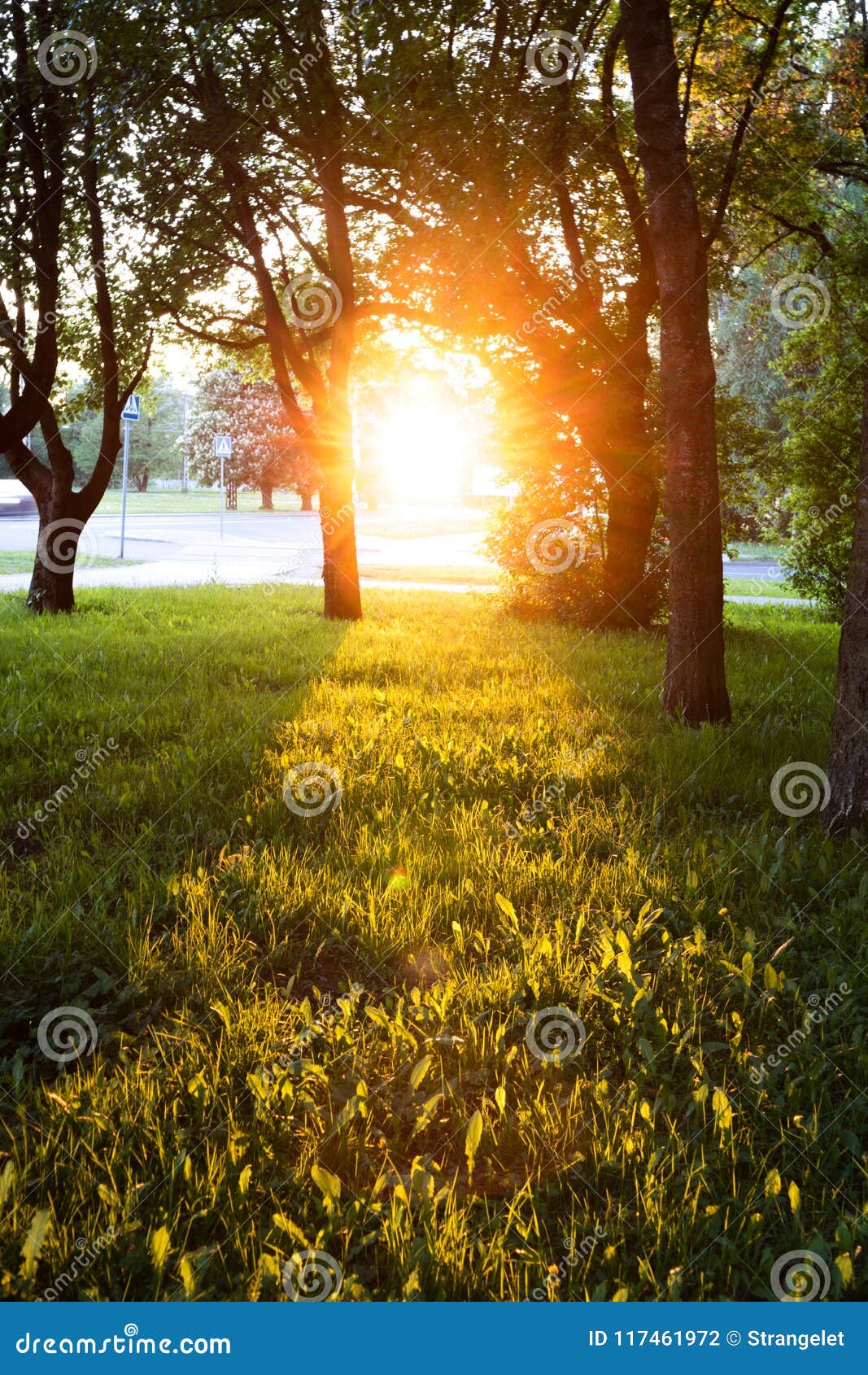 The Light of Low Sun on Sunset Shining through Some Trees and Leaving ...