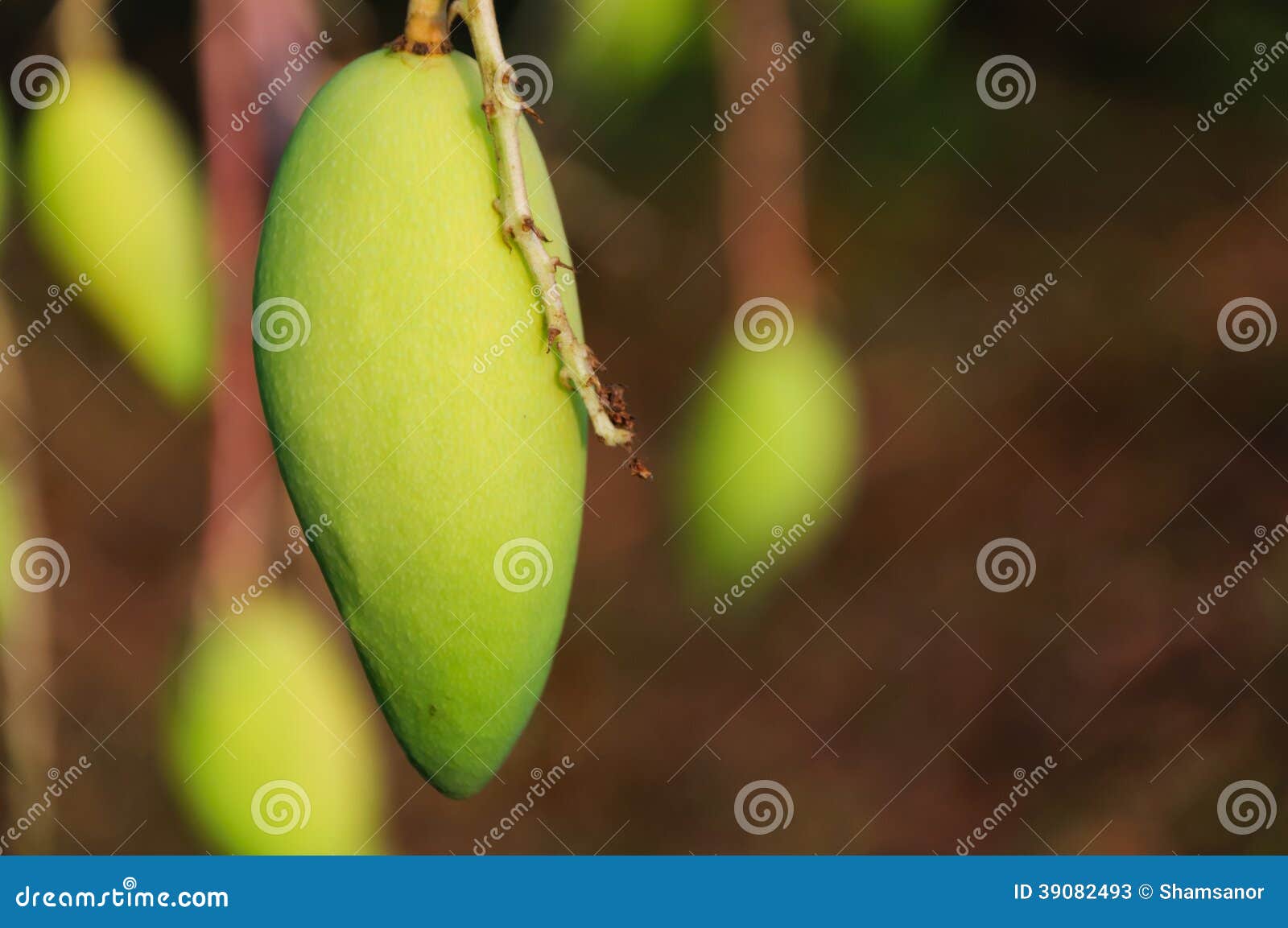 Light Mango at Mango Orchards Stock Image - Image of leaf, care: 39082493