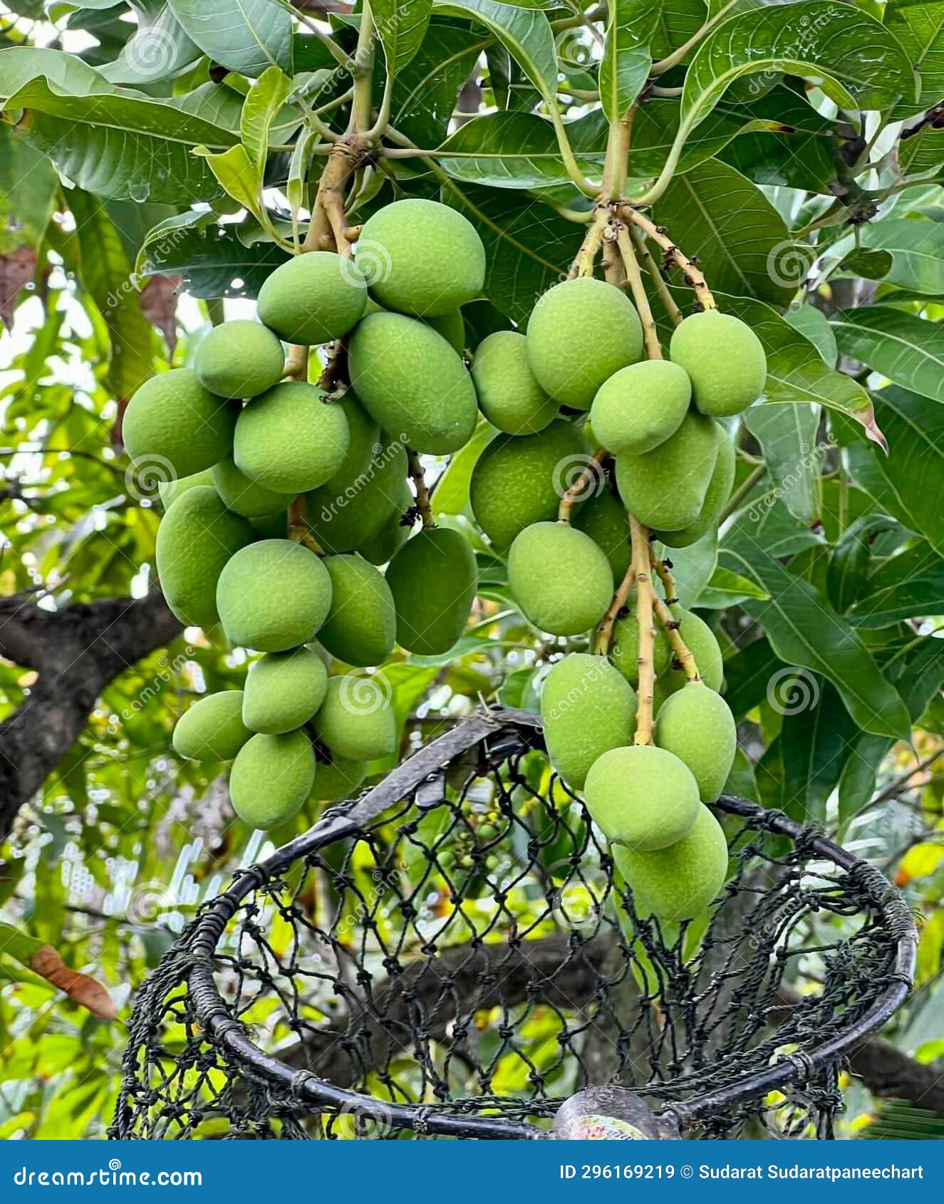Ripe Small Asian Tropical Mangoes On Floor. Mangoes Stored On Floor ...