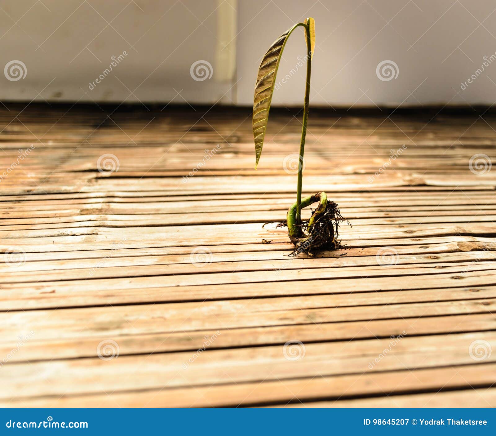 Light mango trees growing stock image. Image of grow - 98645207