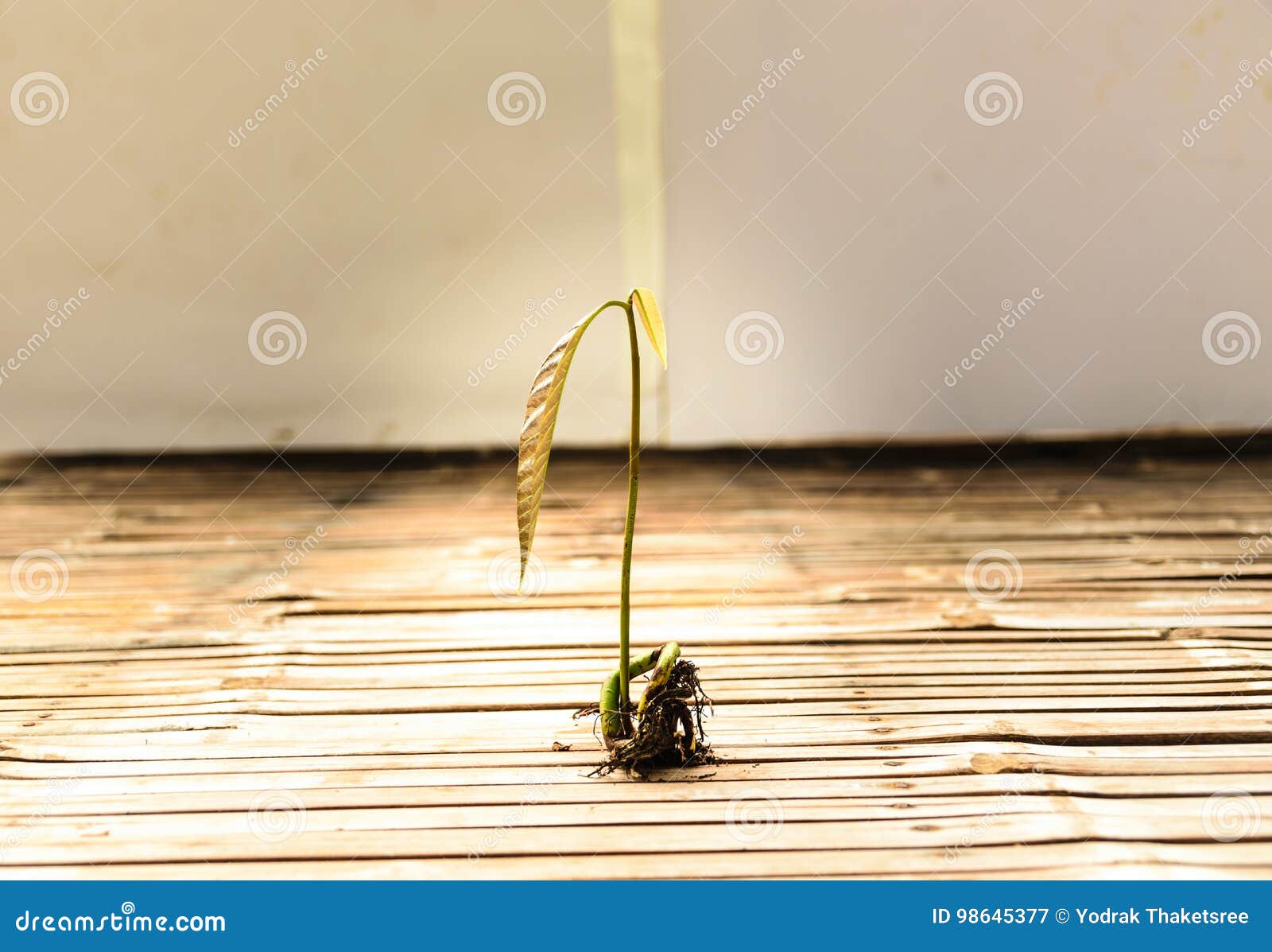 Light mango trees growing stock image. Image of land - 98645377