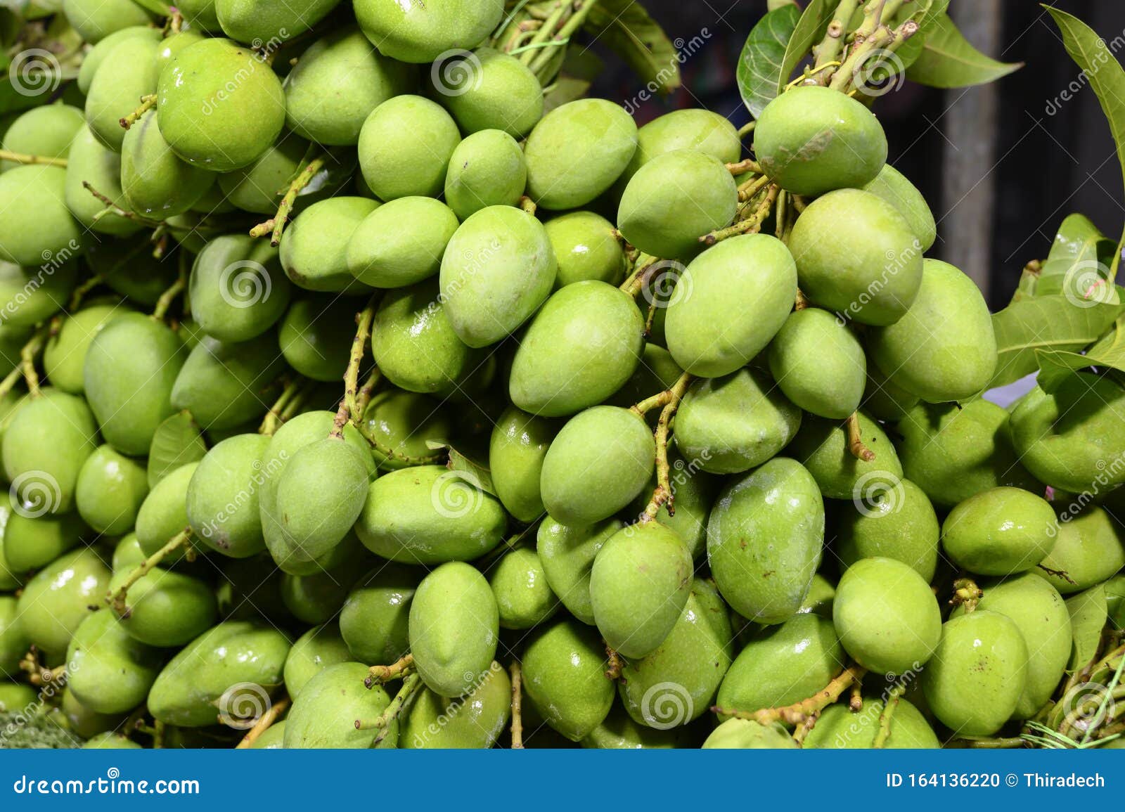 Light mango varieties stock photo. Image of delicious - 164136220