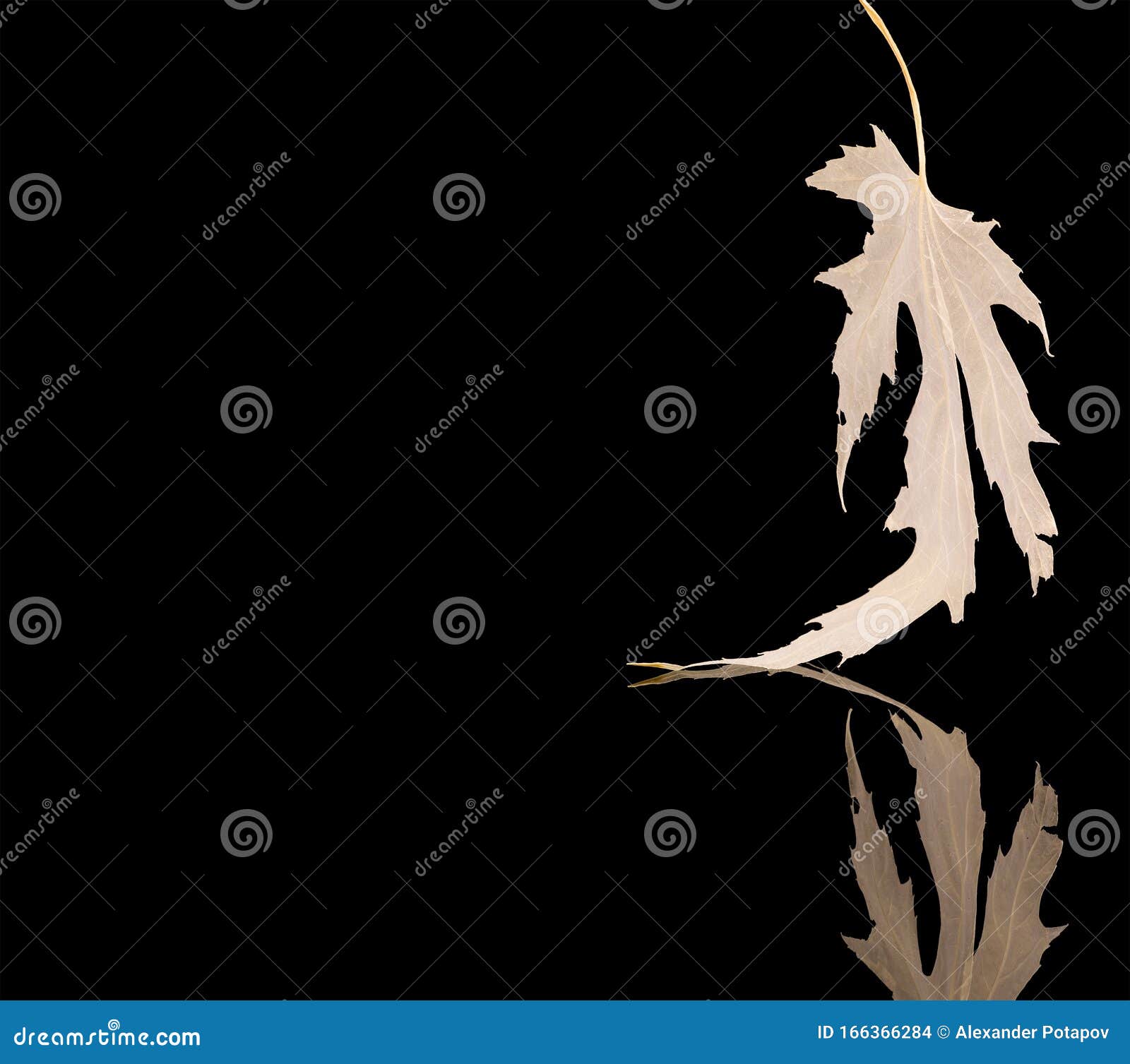 Light Maple Tree Leaf Skeleton with Reflection on Black Stock Photo ...