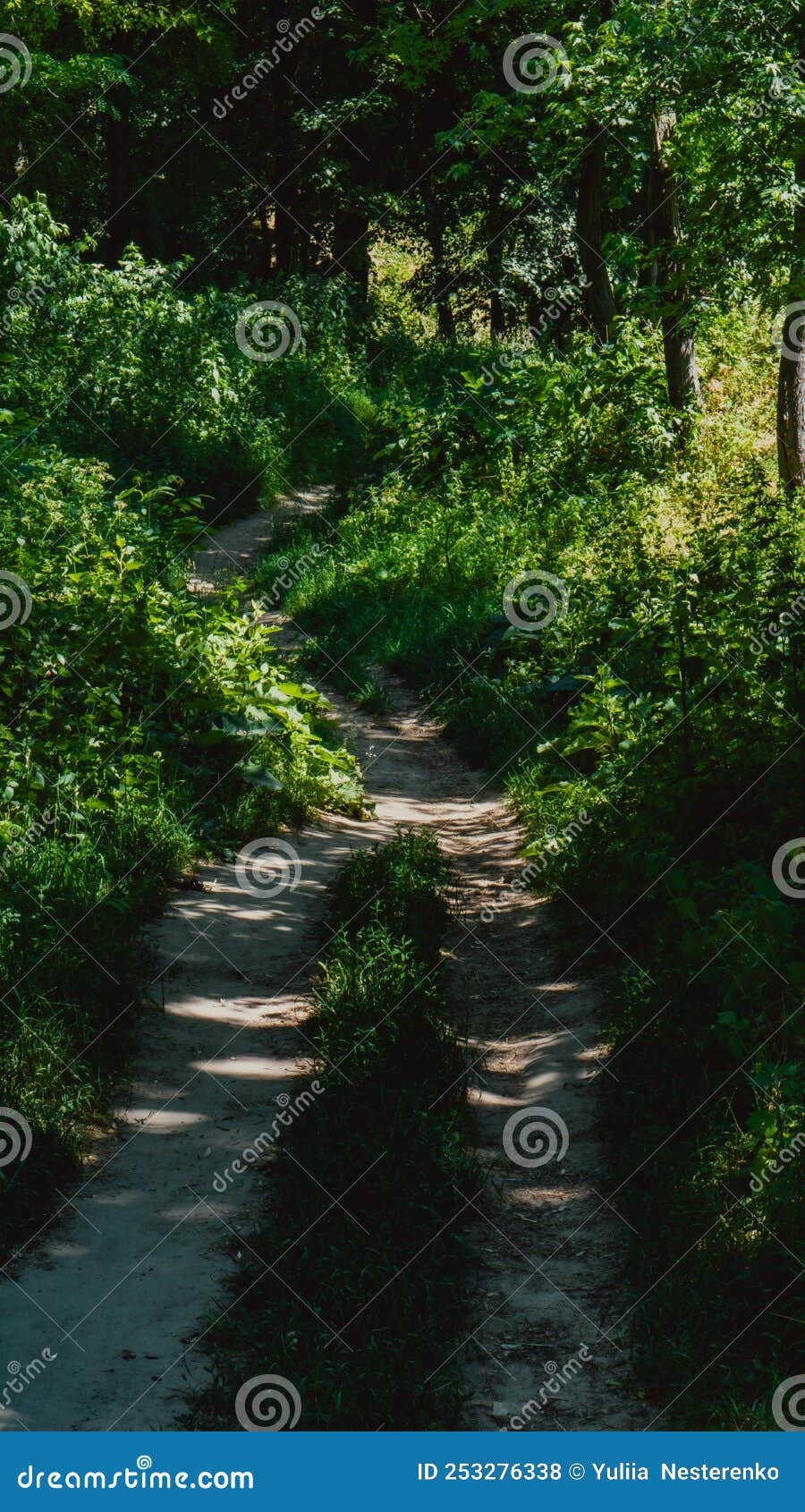 Marijuana Vegetation Plants, Cultivation Cannabis, Hemp CBD , Growing ...