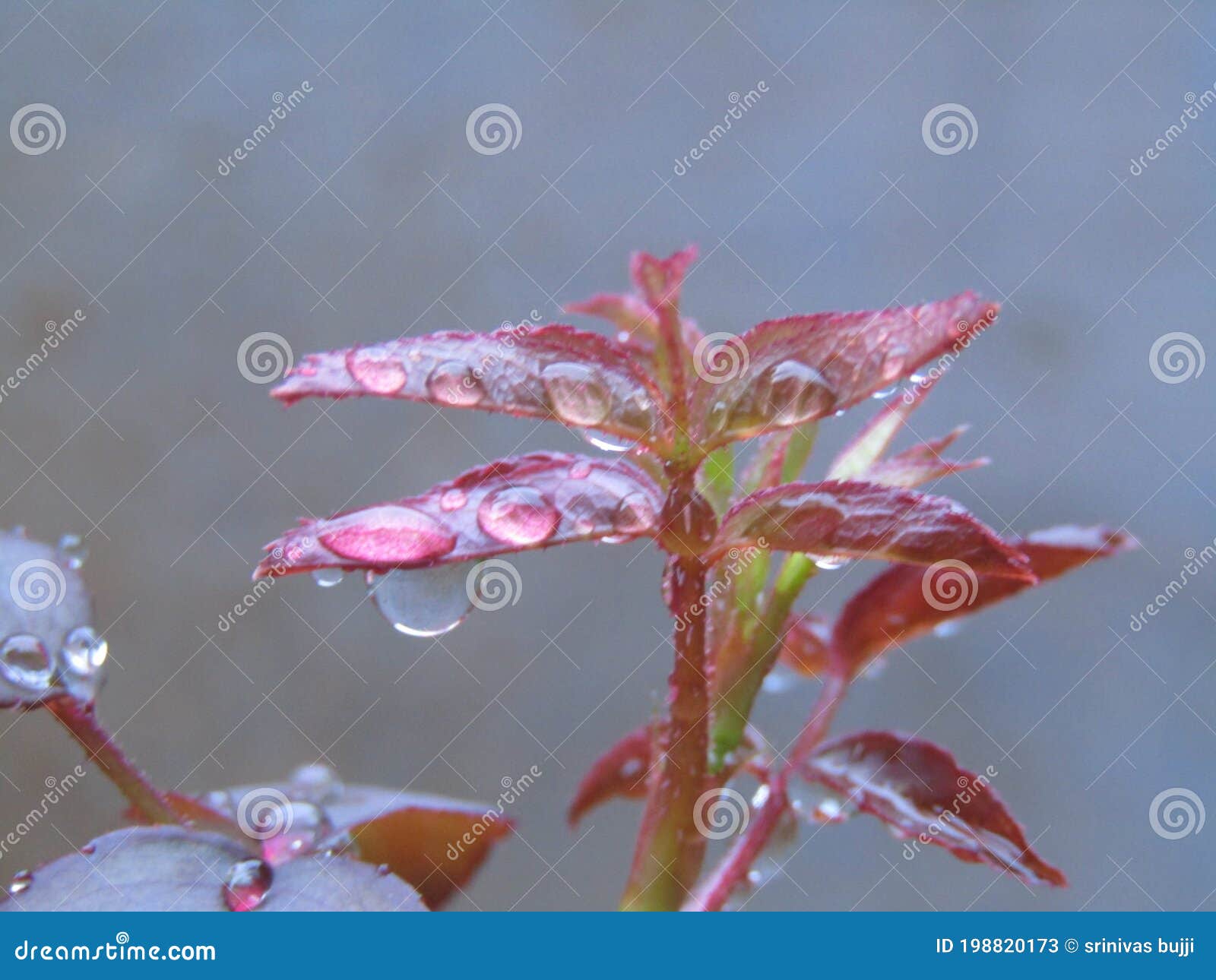 Light Maroon Colour Nature and Fresh Leaves in the Rain Stock Image ...