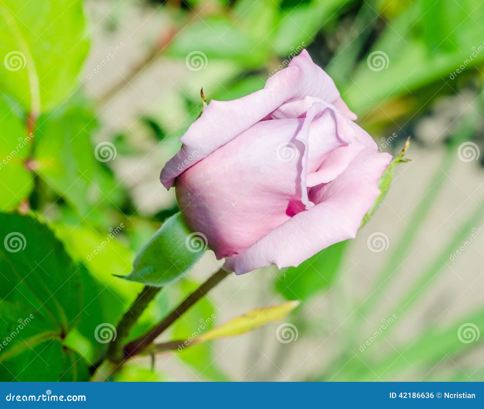 Light mauve rose on branch stock photo. Image of aroma - 42186636