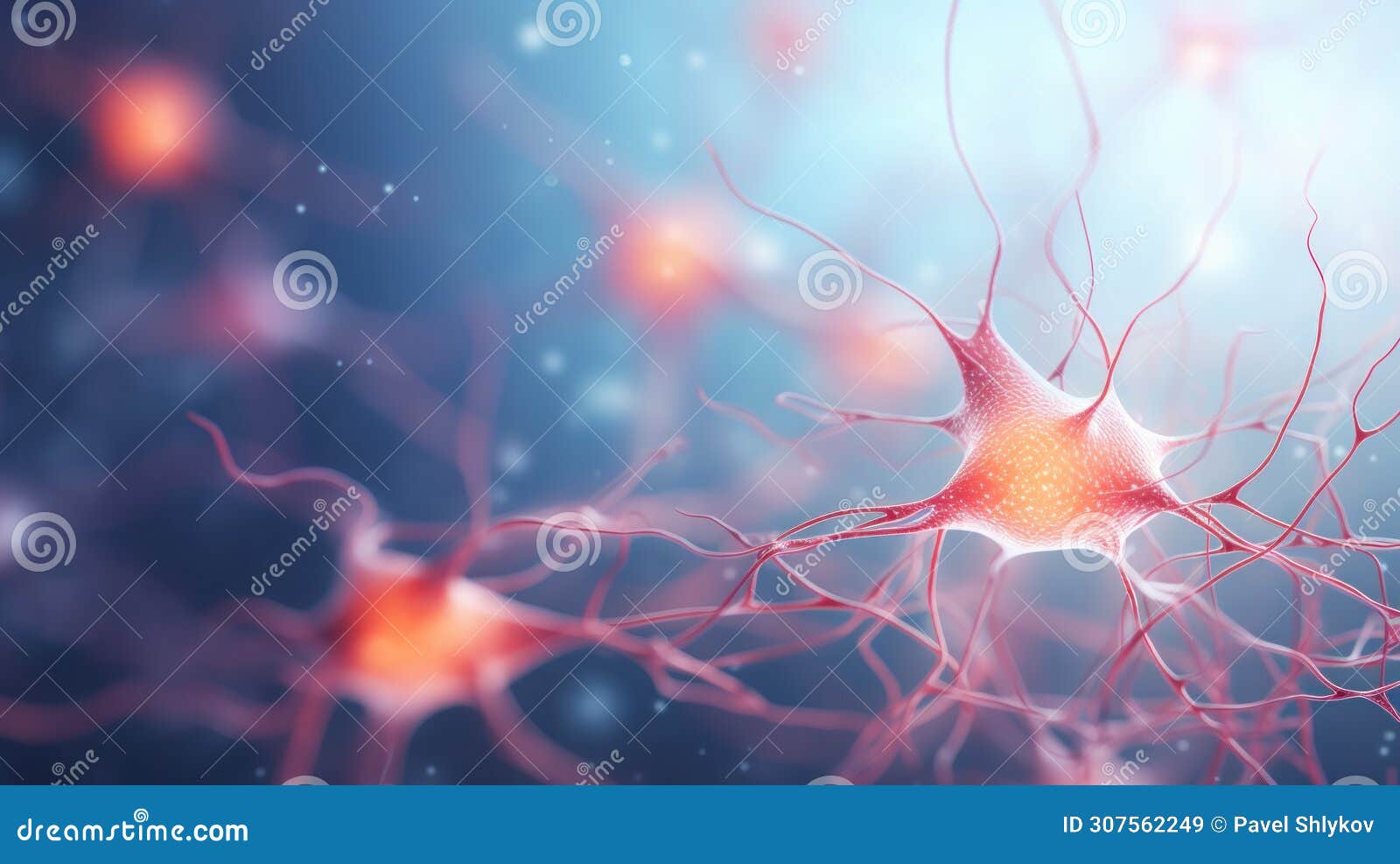 Light Micrograph of Human Brain Tissue Showing Neurons and Glial Cells ...
